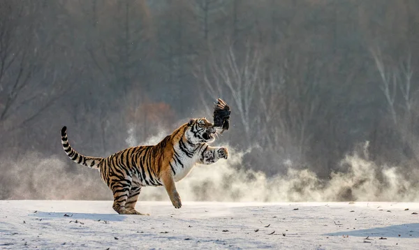 Bengal Tiger Pouncing