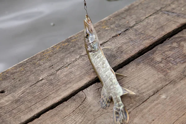 Mudfish Stock Photos, Royalty Free Mudfish Images | Depositphotos