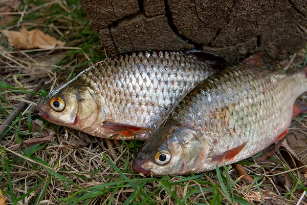 Roach fish Images - Search Images on Everypixel