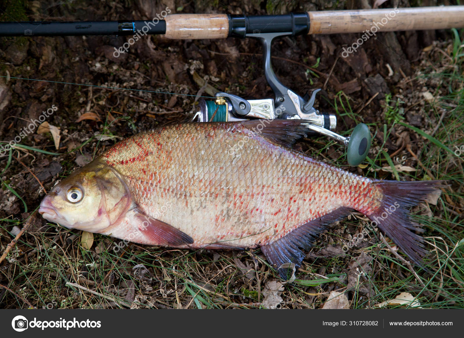 Bream Fishing Tackle