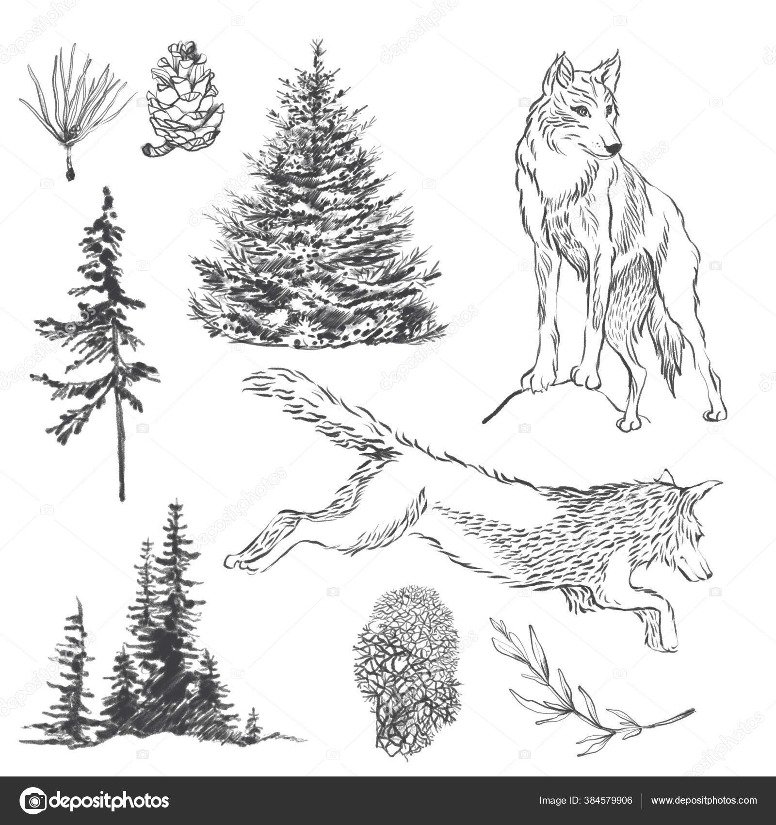 Graphic Wolf Northen Trees Perfect Cards Poster Prints Stock ...
