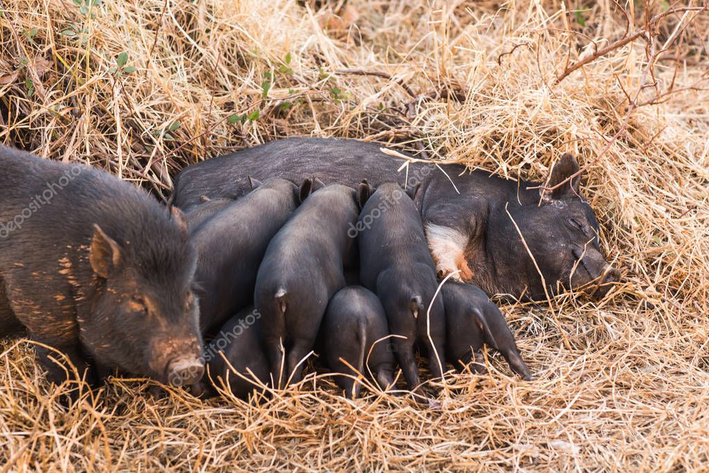 Los lechones salvajes recién nacidos chupan los pechos de su madre 2022