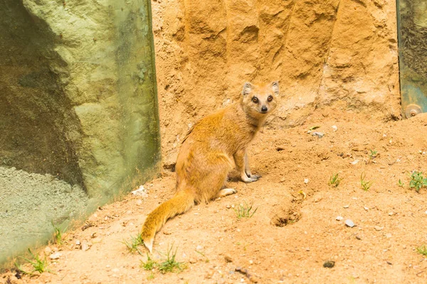 Funny small yellow mongoose stands on sandy clay soil. Concept of animals at the zoo. Life in ...