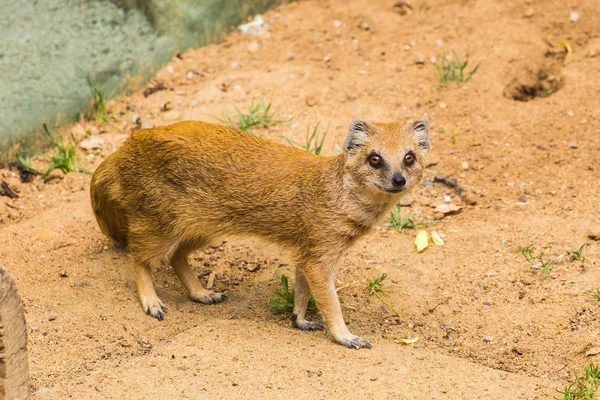 Numbat Stock Photos, Royalty Free Numbat Images | Depositphotos