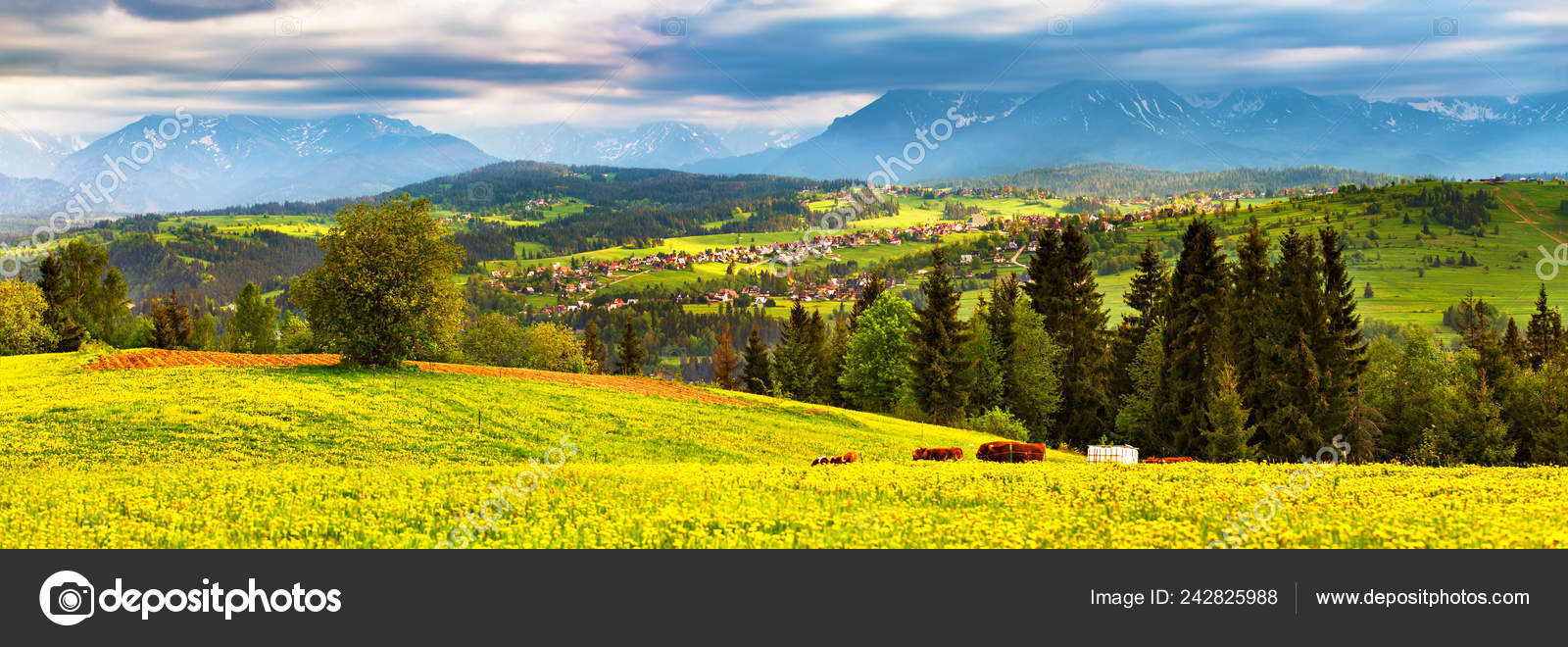 Poland Spring Tatra Mountains Panorama Green Dandelion Spring Meadow ...