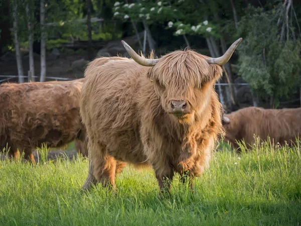Can A Bearded Collie Graze Cows