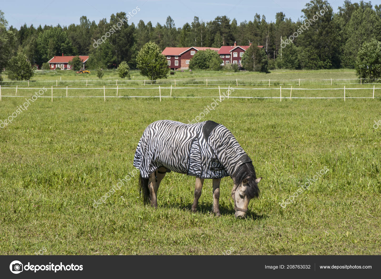 Horse Grazing Field Summer Wearing Zebra Print Stable Blanket — Stock ...