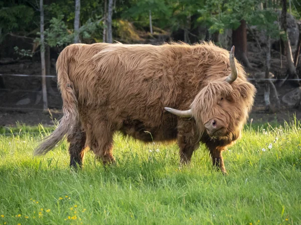Highland cow with dun coat of hair and long horns grazing in the ...