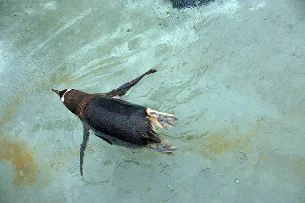 Oil spill animal Stock Photos, Royalty Free Oil spill animal Images ...