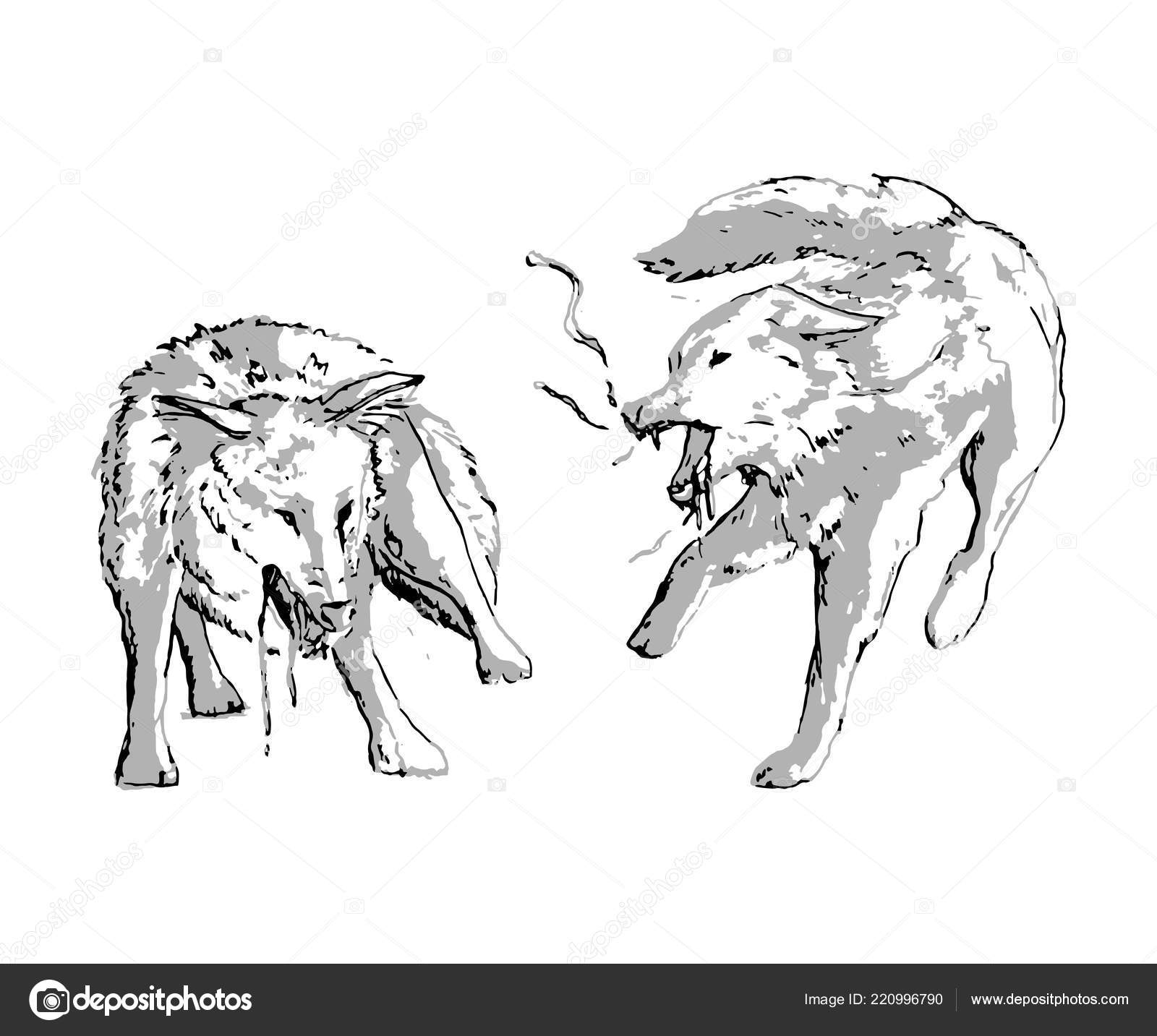 Lobos Peleando Negros Pelea De Lobos Grises :: Imágenes Y Fotos