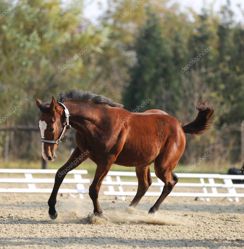 Joven potro de pura raza alegre posando y corriendo sobre fondo verde ...