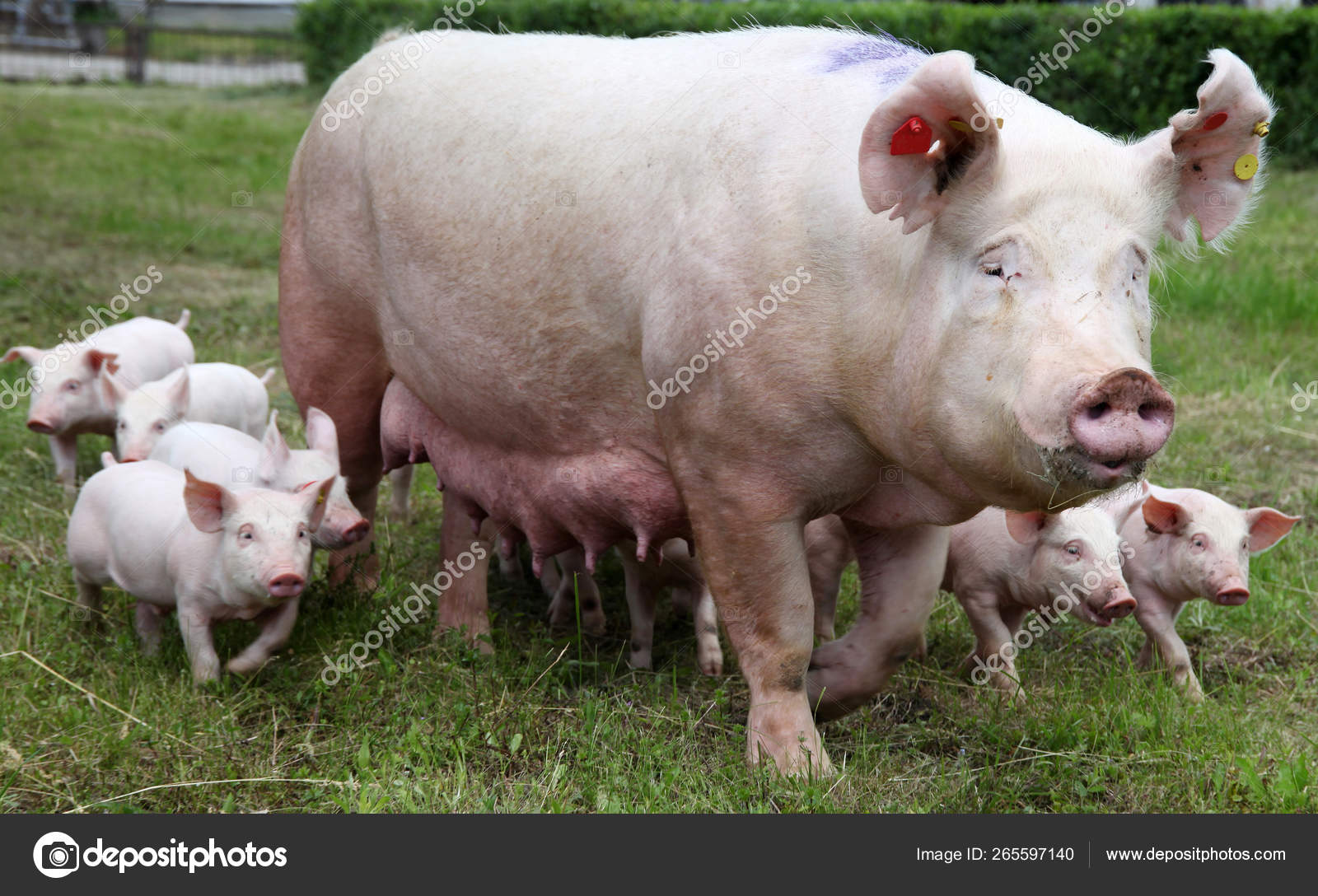 Piglets suckling from fertile sow — Stock Photo © accept001 #265597140