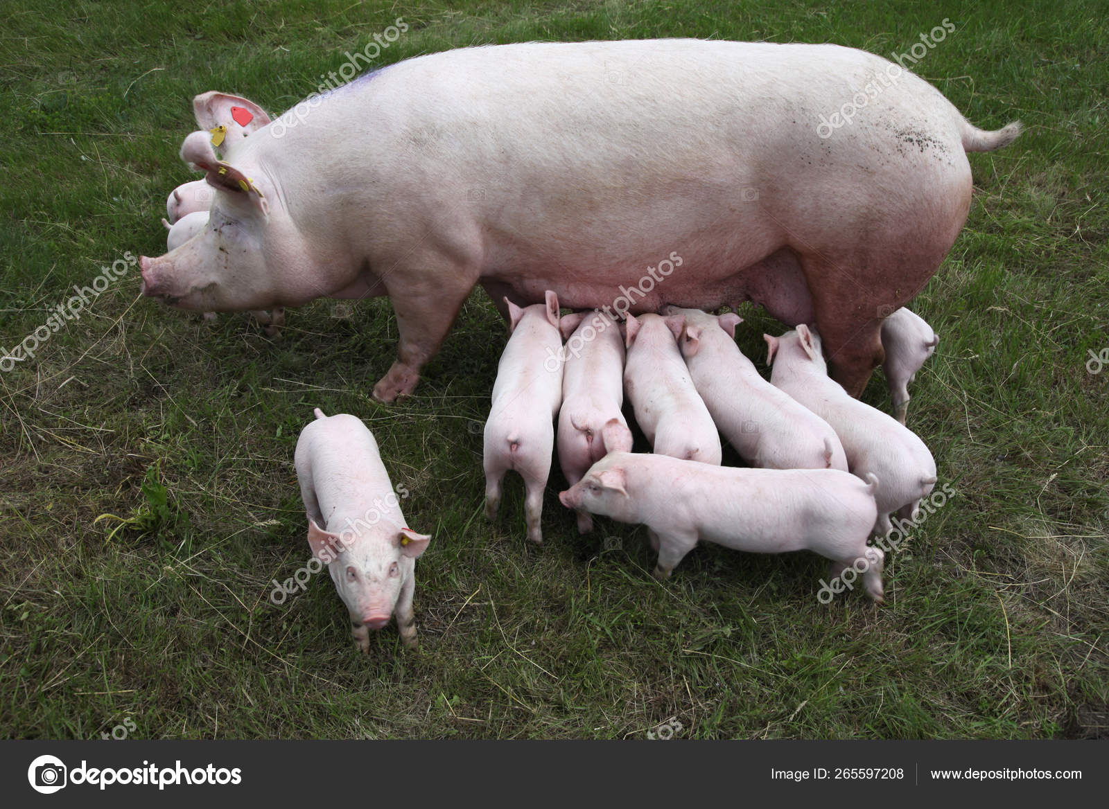 Photo from above a sow and her newborn piglets — Stock Photo ...