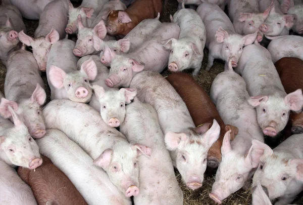 Crowded pig farm Stock Photos, Royalty Free Crowded pig farm Images ...