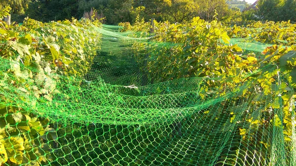 Vineyard netting Stock Photos, Royalty Free Vineyard netting Images ...