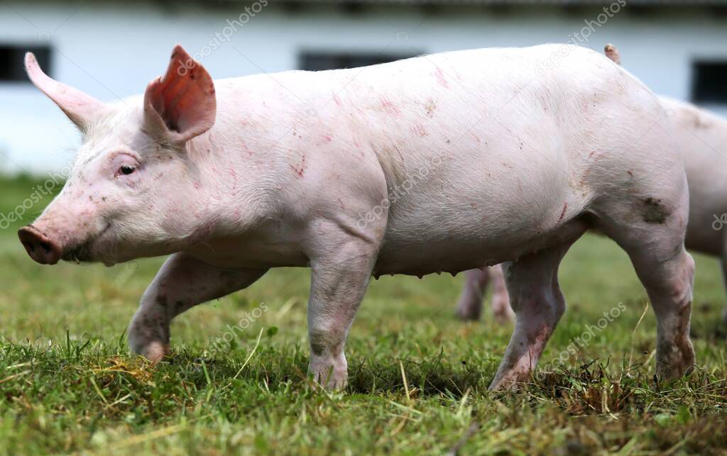 Cría y cría de cerdos domésticos 2024