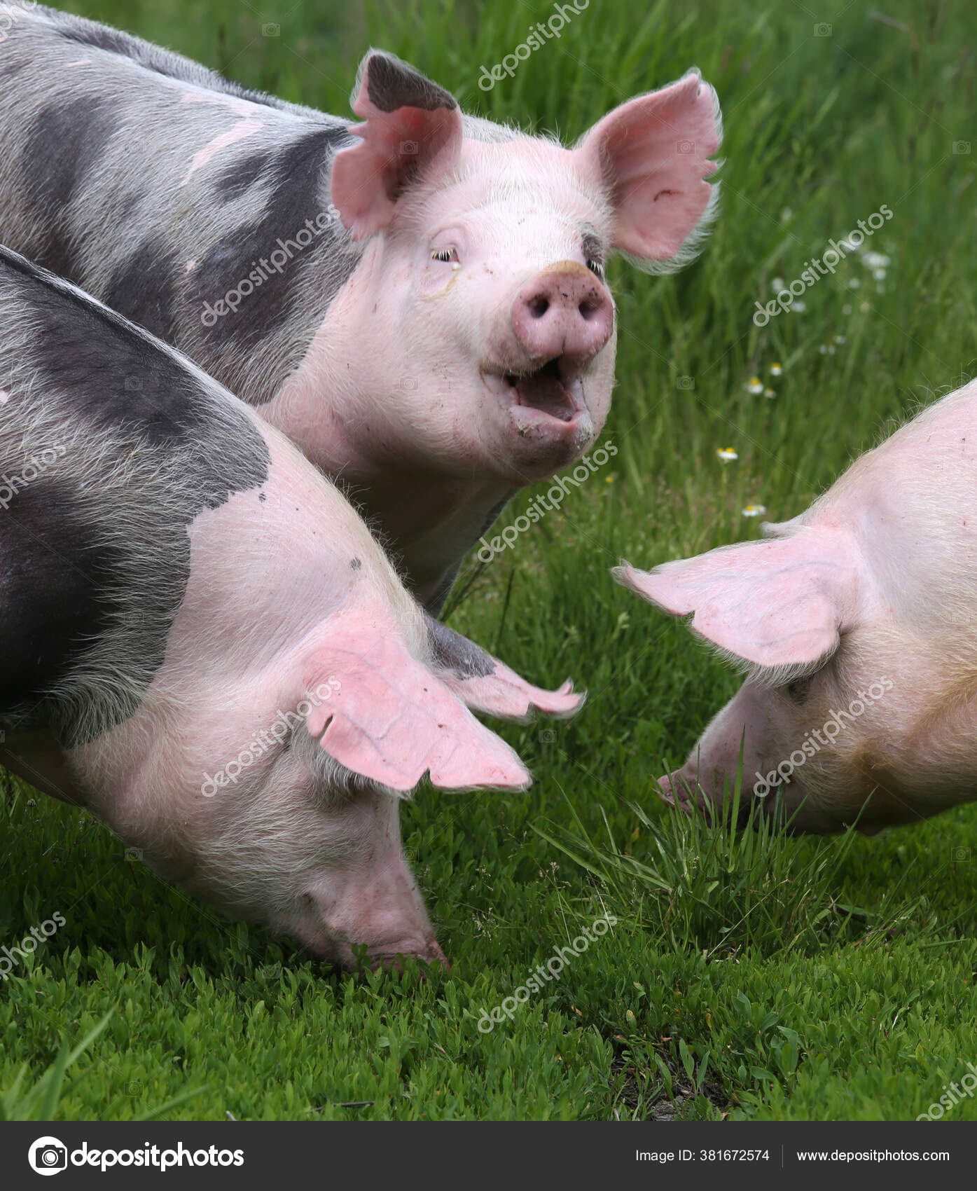 Group Pigs Farming Raising Breeding Animal Farm Rural Scene — Stock ...