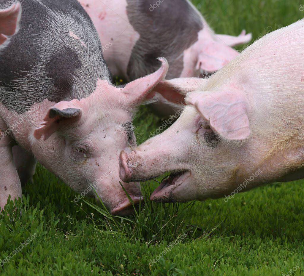 La raza joven pietrain el cerdo en el medio ambiente natural 2022