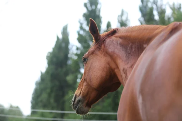 Énorme pénis d'un cheval brun sur fond naturel vert image libre de droit par accept001 © #311186652