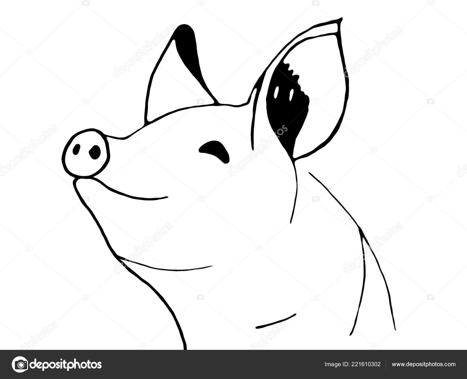 Sketch Of Pork Head Stock Illustration By ©varlakova 221610302