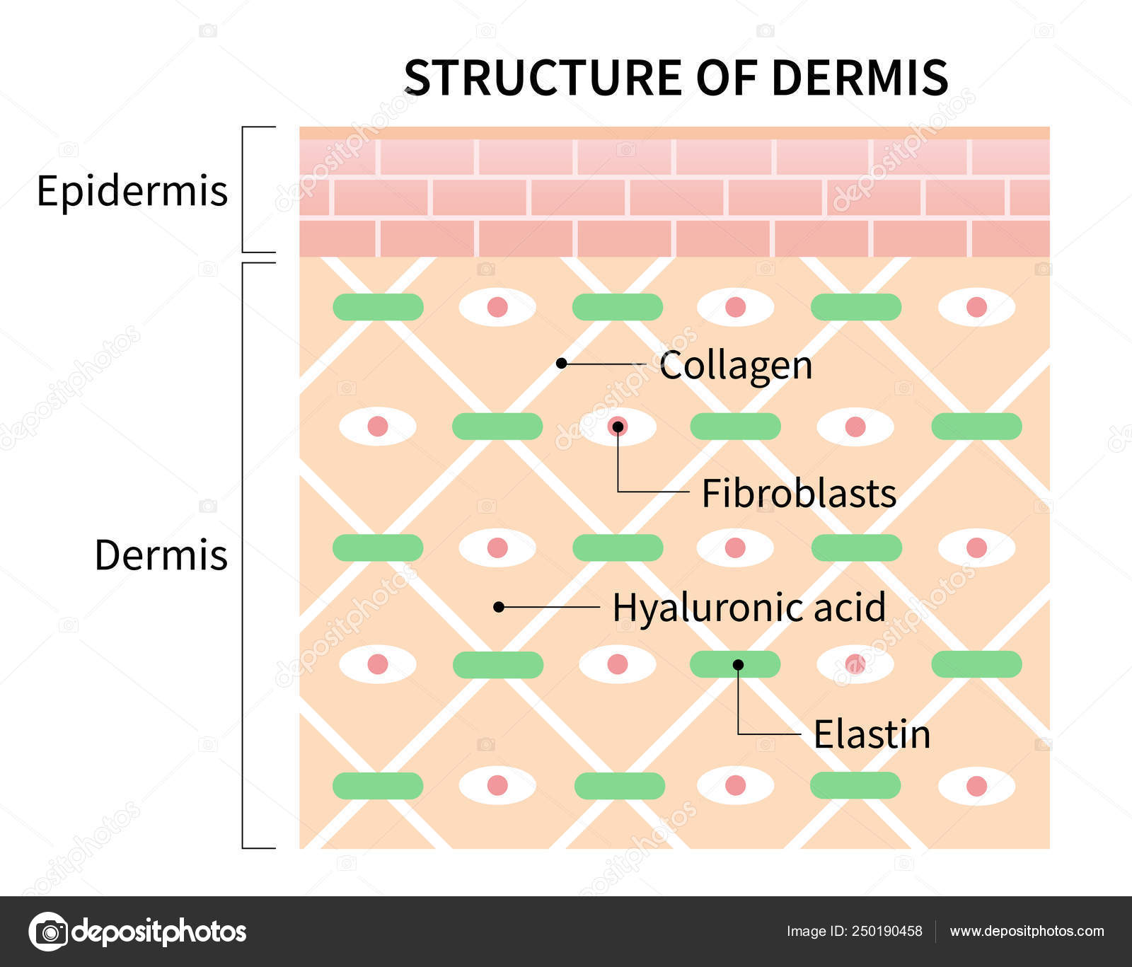 Image vectorielle Cellules Structure Derme Illustration Isolée Sur Fond ...