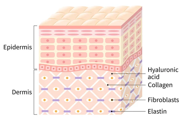 Skin Cell Diagram