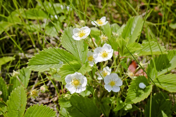 Fragaria moschata Stock Photos, Royalty Free Fragaria moschata Images ...
