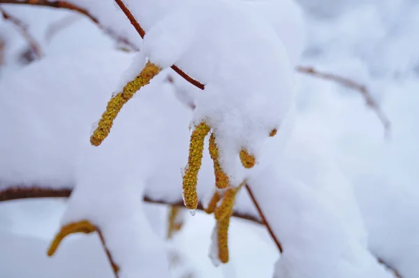 Branch of deciduous tree with cones and buds covered with white snow on ...