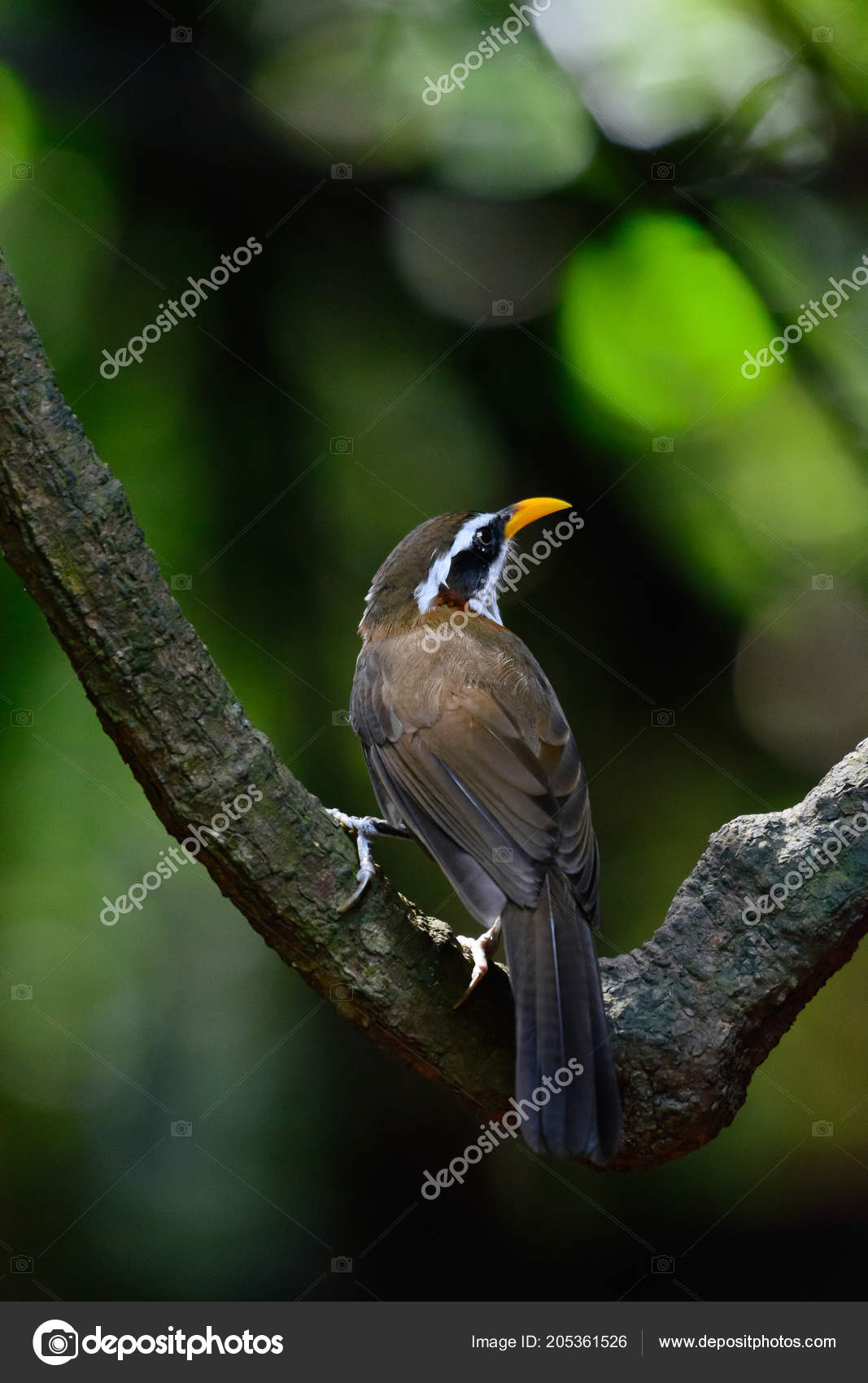 White Browed Scimitar Babbler Scientific Name Pomatorhinus Schisticeps Family Babblers — Stock ...