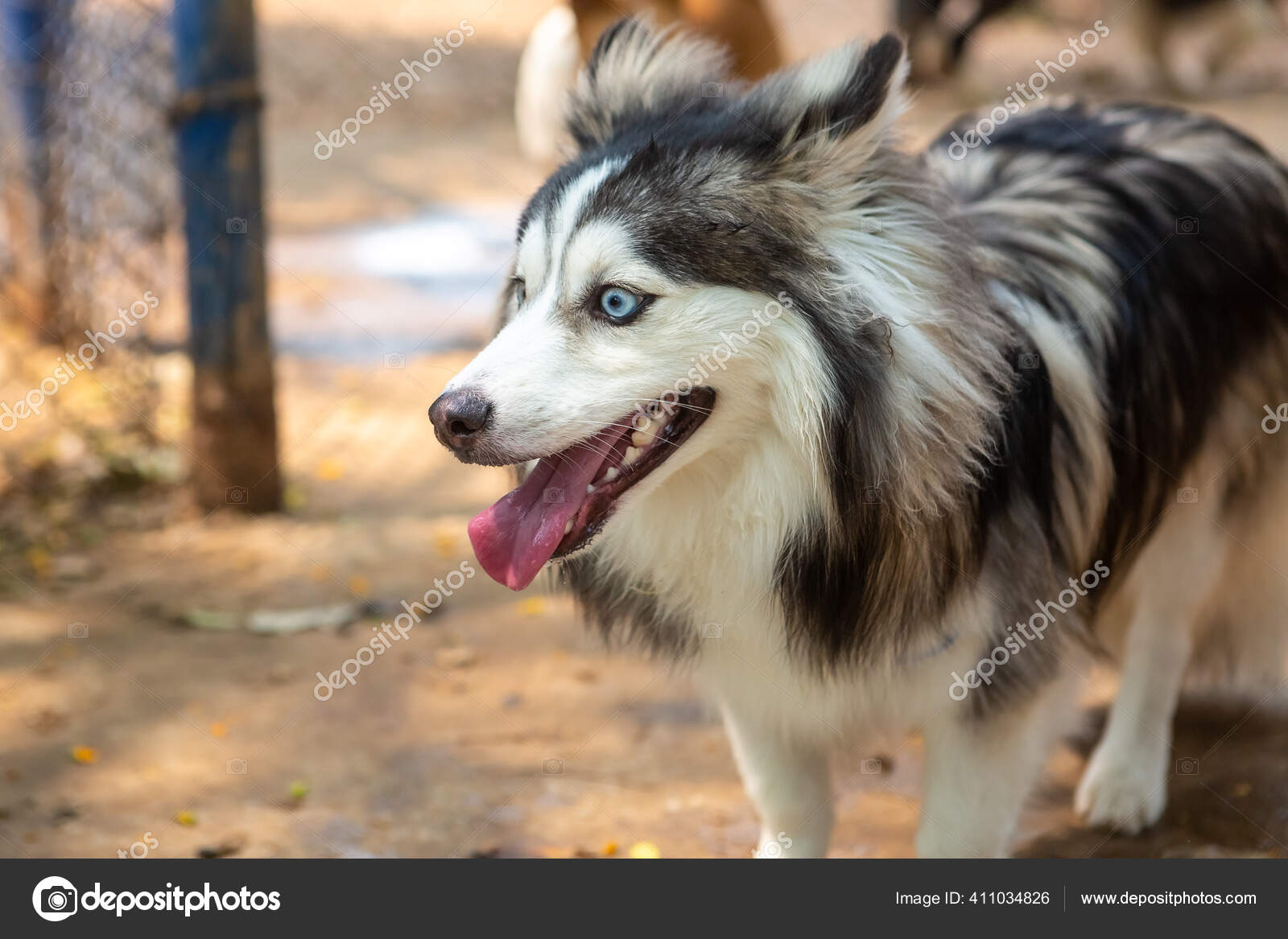 How Smart Is A Pomsky
