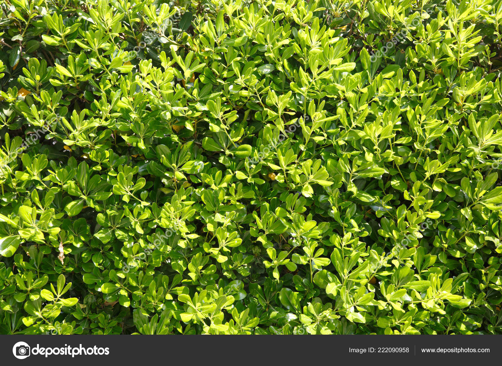 Vegetative Background Wall Leaves — Stock Photo © Ksenia_Pelevina ...