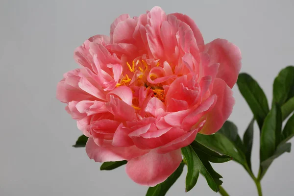 Porcelaine de pivoine images libres de droit, photos de Porcelaine de ...
