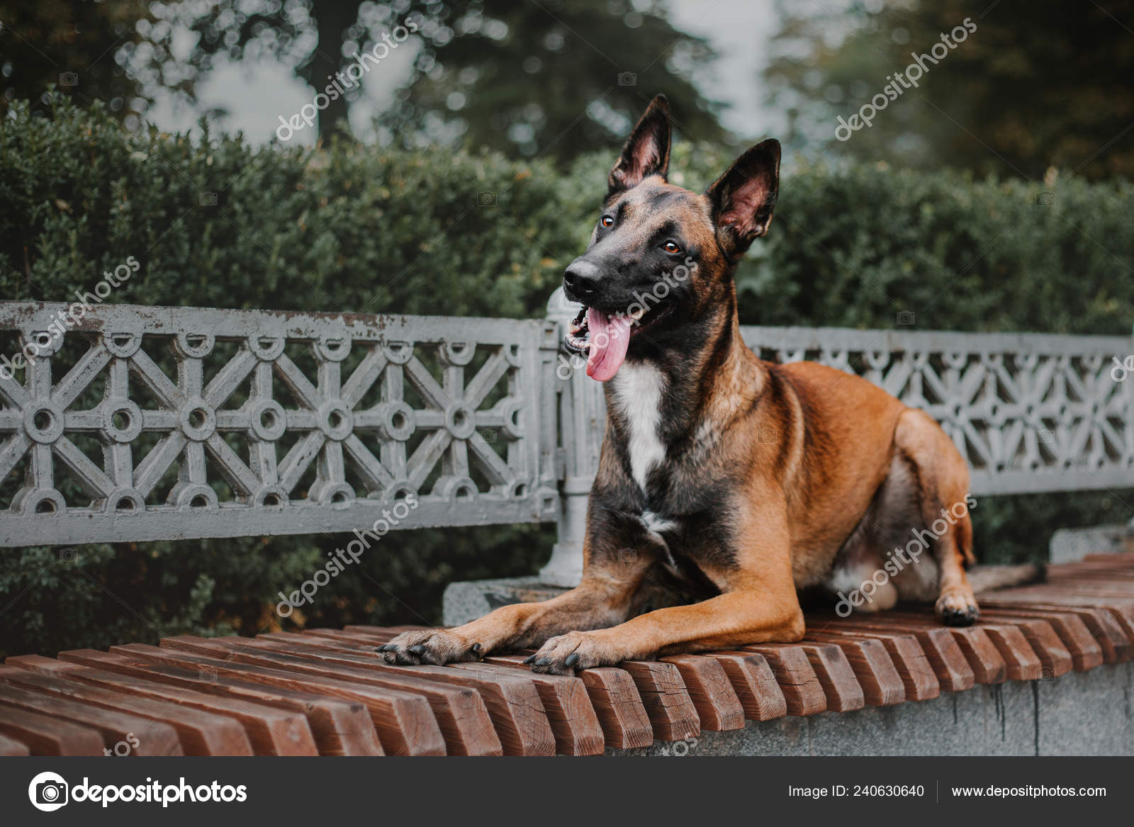 Perro Pastor Belga Perro Malcom Parque Otoño: fotografía de stock © oov ...