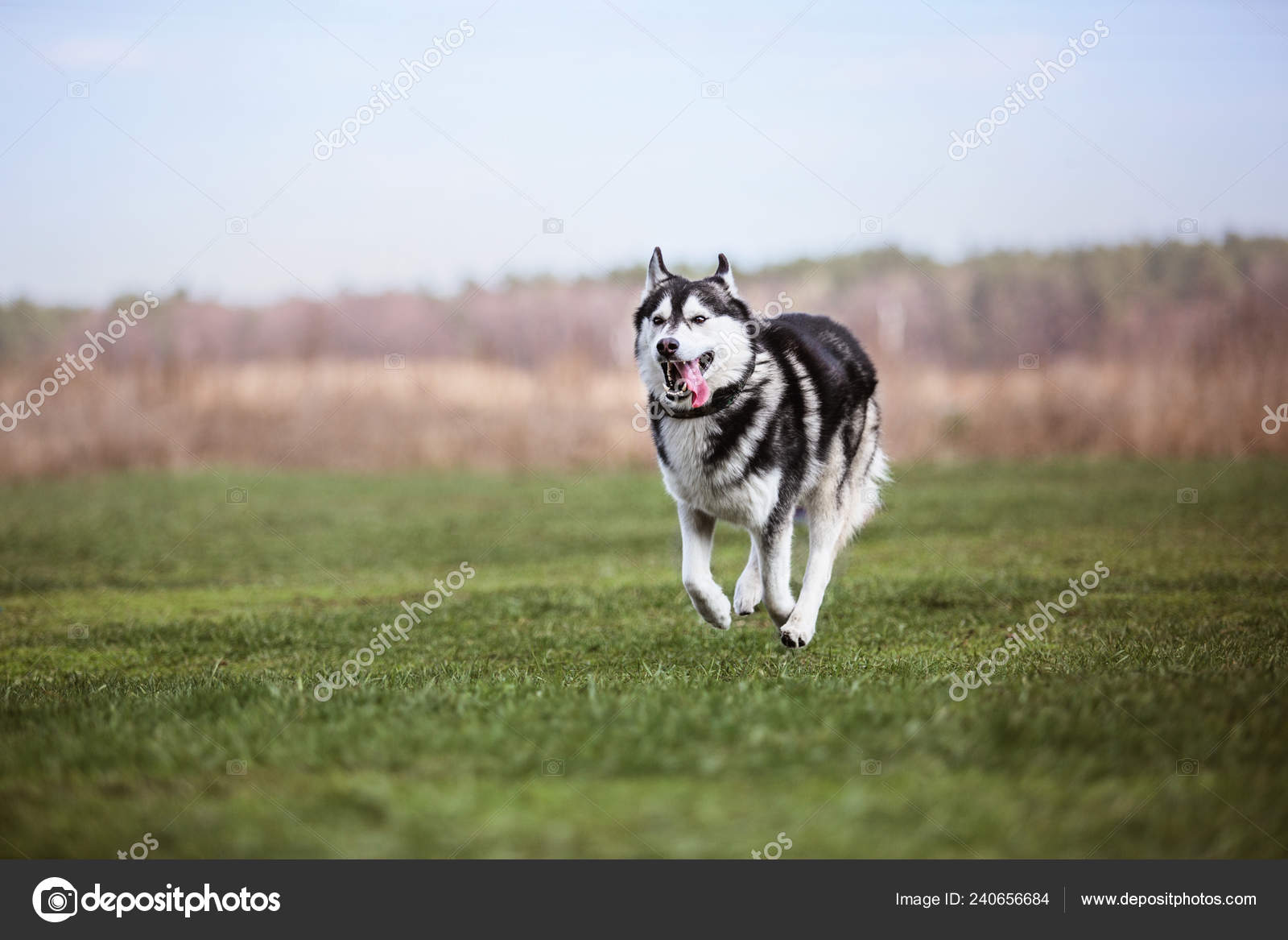 How Fast Can Malam Huskies Run