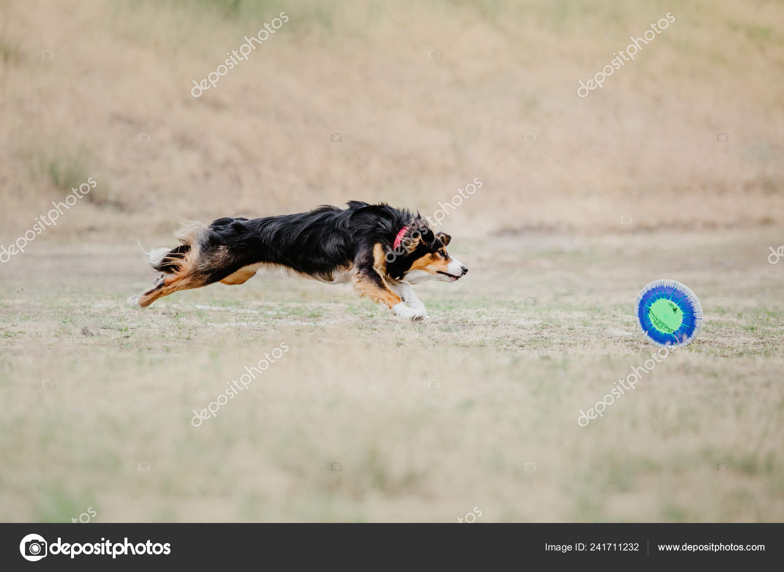 Border Collie Dog Catching Plastic Disc — Stock Photo © oov #241711232