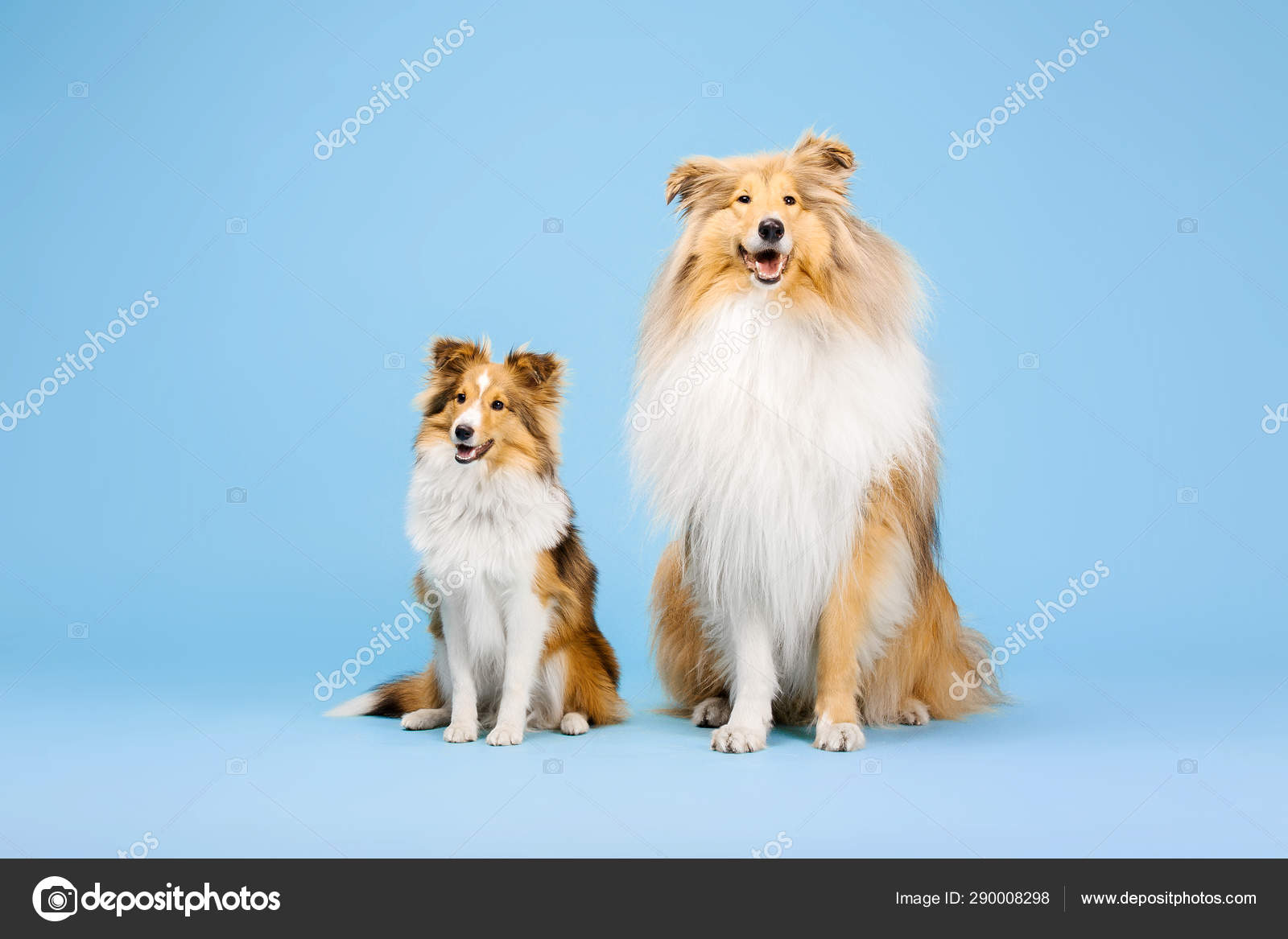 Another Sheltie Or A Rough Collie