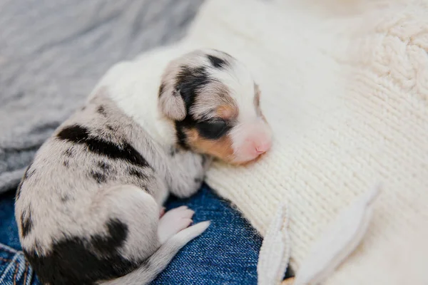 Italian Greyhound Newborn Puppies