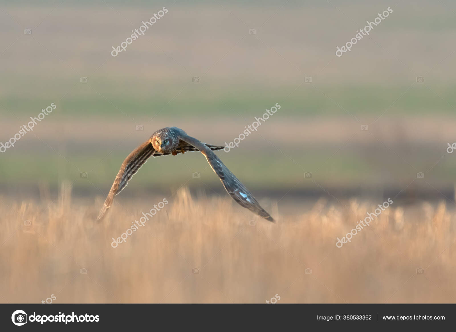 Northern Harrier Circus Cyaneus Hen Harrier Northern Harrier Long ...