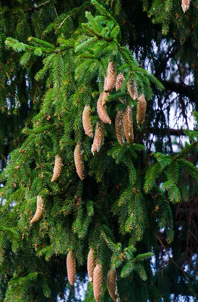 Atlas cedar cones Stock Photos, Royalty Free Atlas cedar cones Images ...
