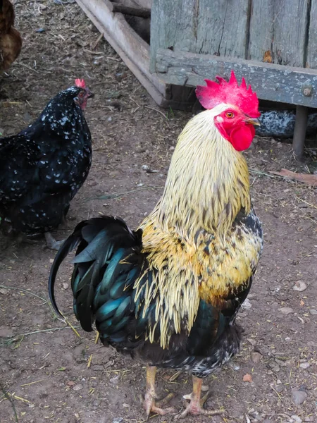 Wet rooster Stock Photos, Royalty Free Wet rooster Images | Depositphotos