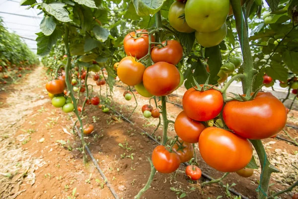 Tomato field Stock Photos, Royalty Free Tomato field Images | Depositphotos
