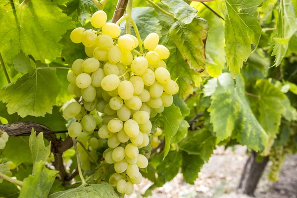 Grapes field vineyard agriculture (Turkey Izmir grapes) - Stock Image ...