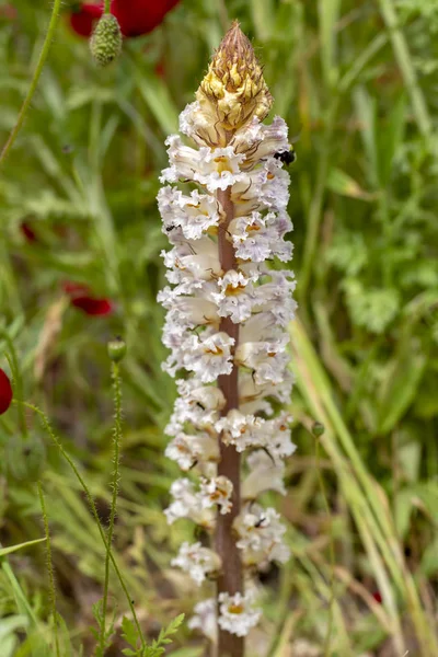 Orobanche Stock Photos, Royalty Free Orobanche Images | Depositphotos