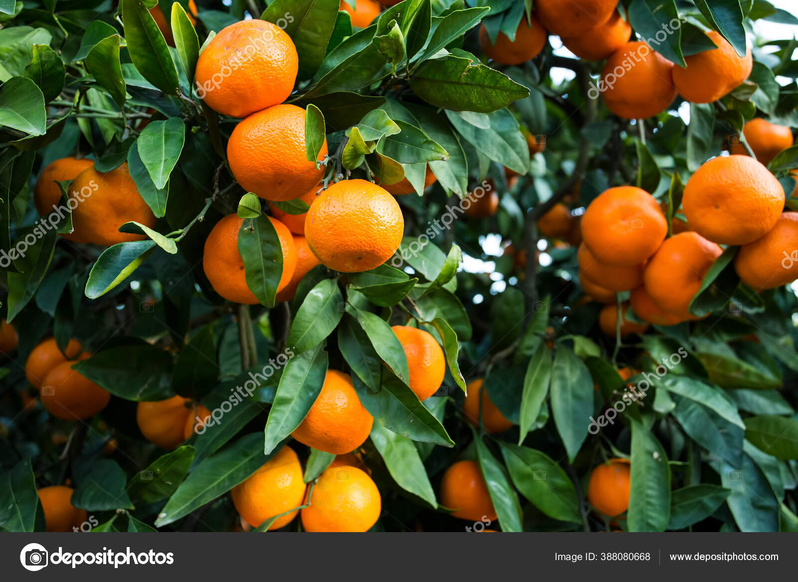 Árbol Frutal Con Hojas Verdes Mandarina Fruta Mandarina — Foto de stock ...