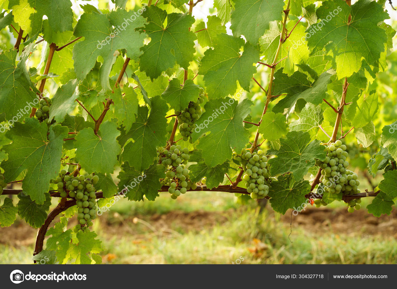 Riesling Grapes