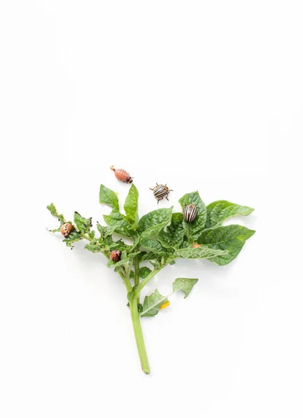 5,490 Garden pests Stock Photos, Images | Download Garden pests ...