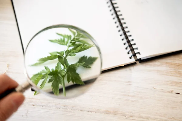 Magnifying glass, Notepad for drawing and ornamental grasses to create ...