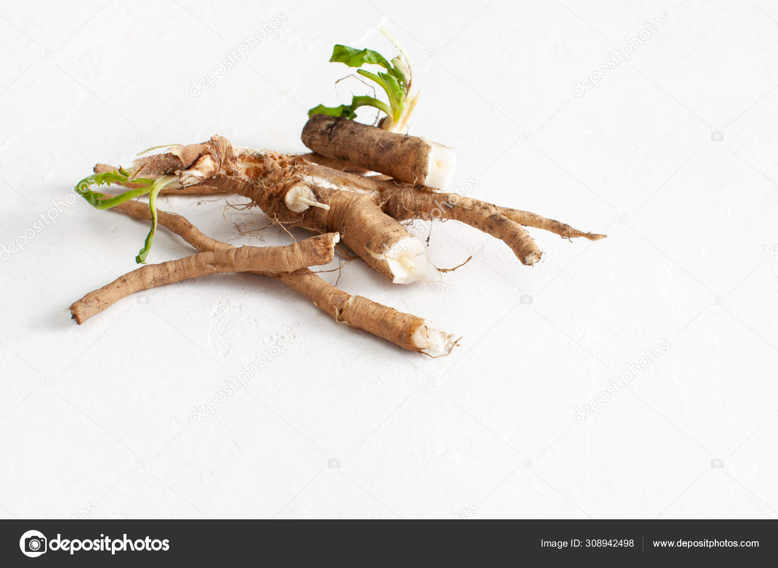 Chicory root (Cichorium intybus) with leaves on a white background ...