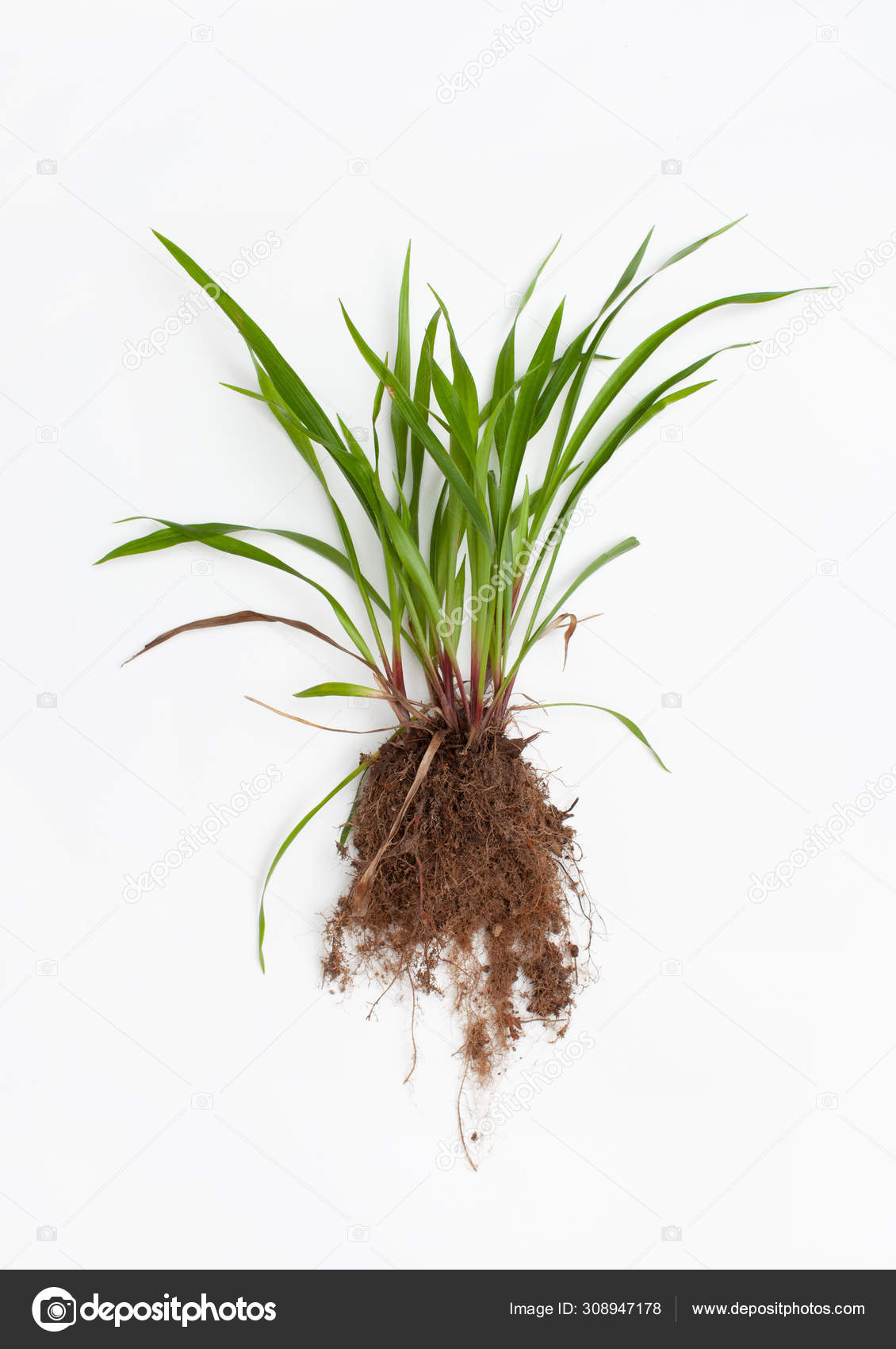 Grass Fibrous Roots