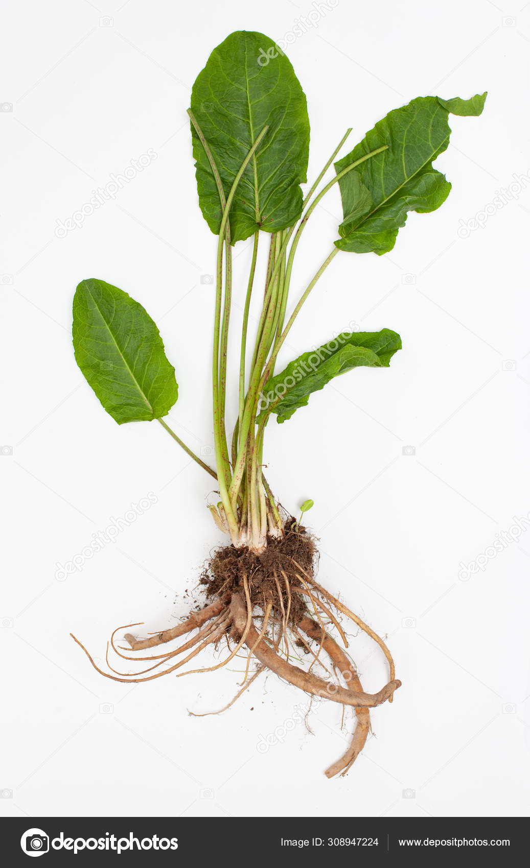 Yellow Dock Root